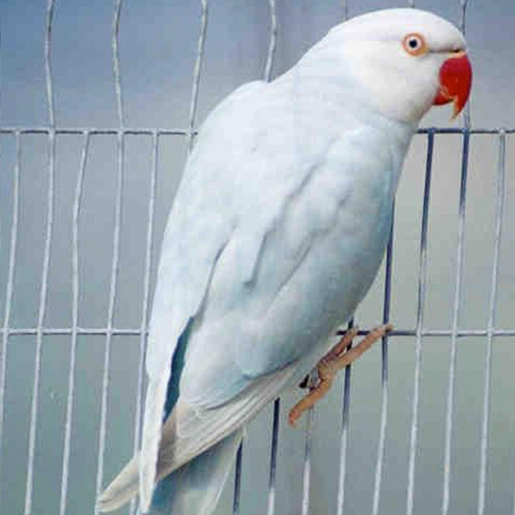 White Indian Ringneck