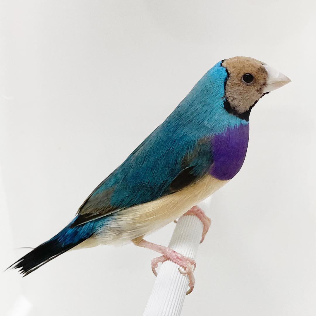 Lady Gouldian Finch - Camel Head Blue Back — New York Bird Supply