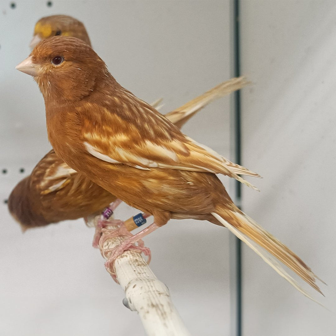 Canaries — New York Bird Supply