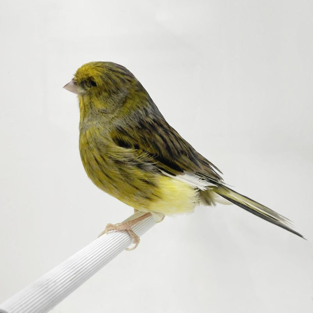 Canaries — New York Bird Supply