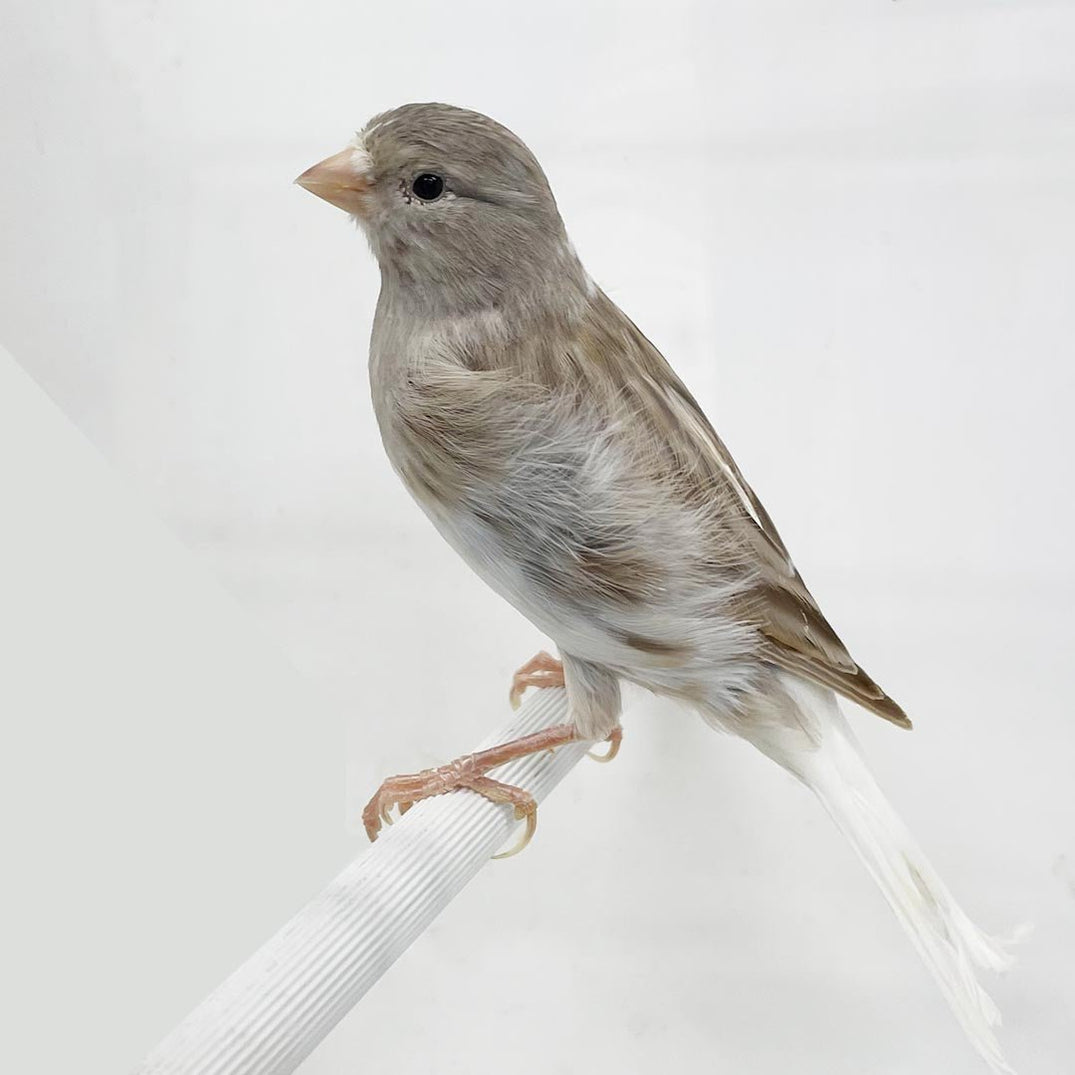 Canaries — New York Bird Supply