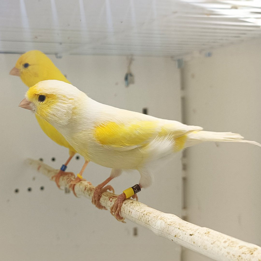Canaries — New York Bird Supply
