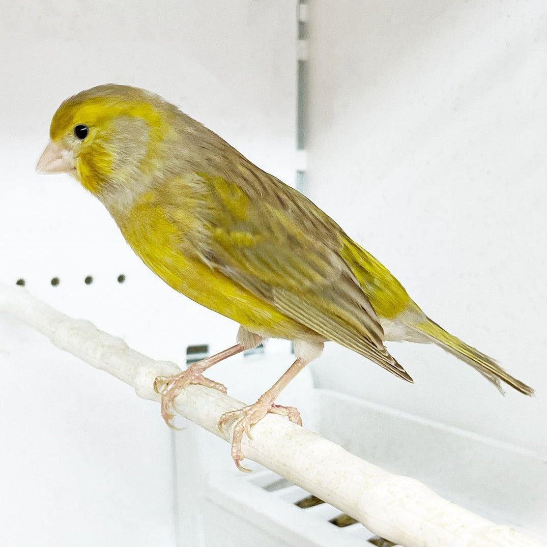 Canaries — New York Bird Supply