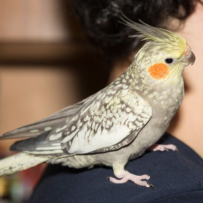 Grey Pearl Cockatiel