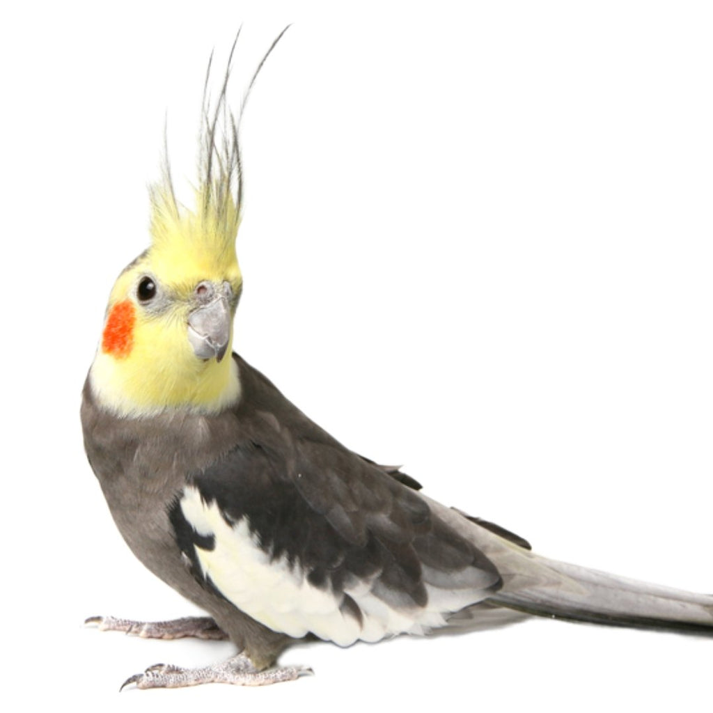White Pied Cockatiel