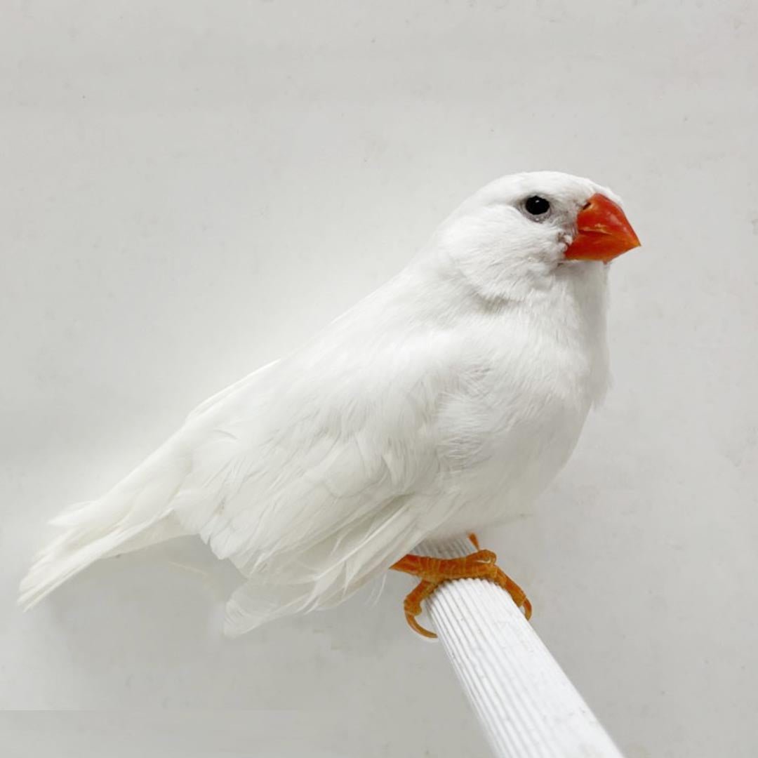 White Zebra Finch Baby