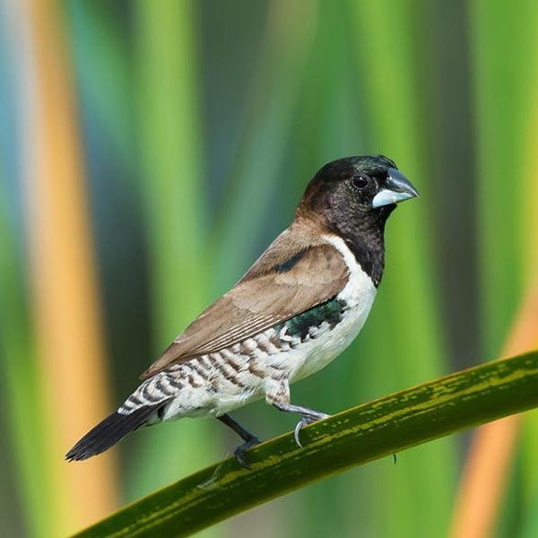 Finch Bronze Wing Mannikin – universalexoticfarm