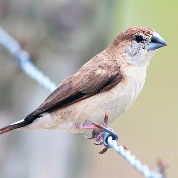 Silver Bill Finch Indian Silver Bill Bird Photos And Images & Pictures