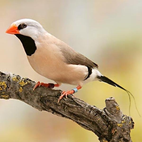 Shaft-Tail Finch – universalexoticfarm