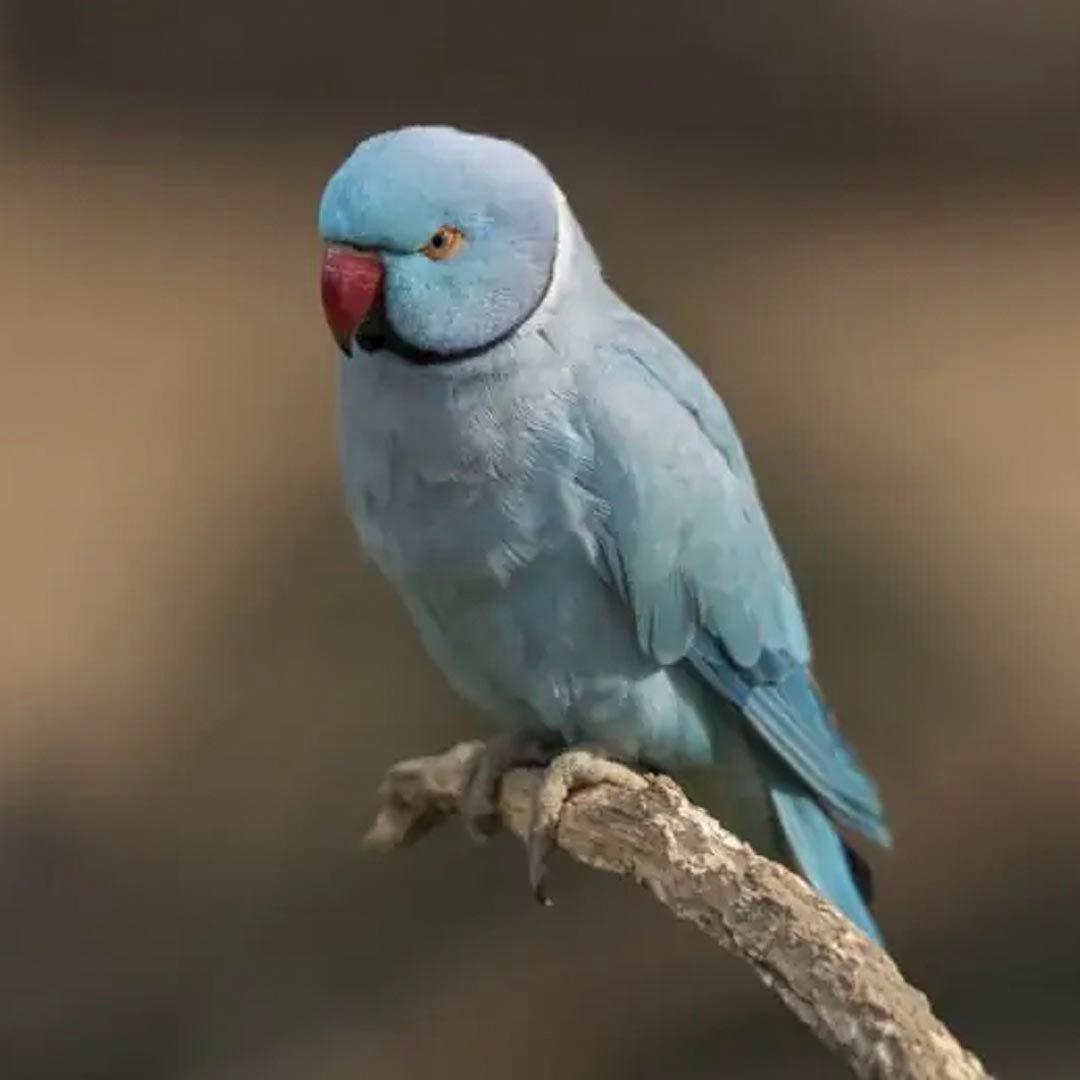 Baby Blue Indian Ringneck Meet Ari, My Blue Indian Ringneck, By The