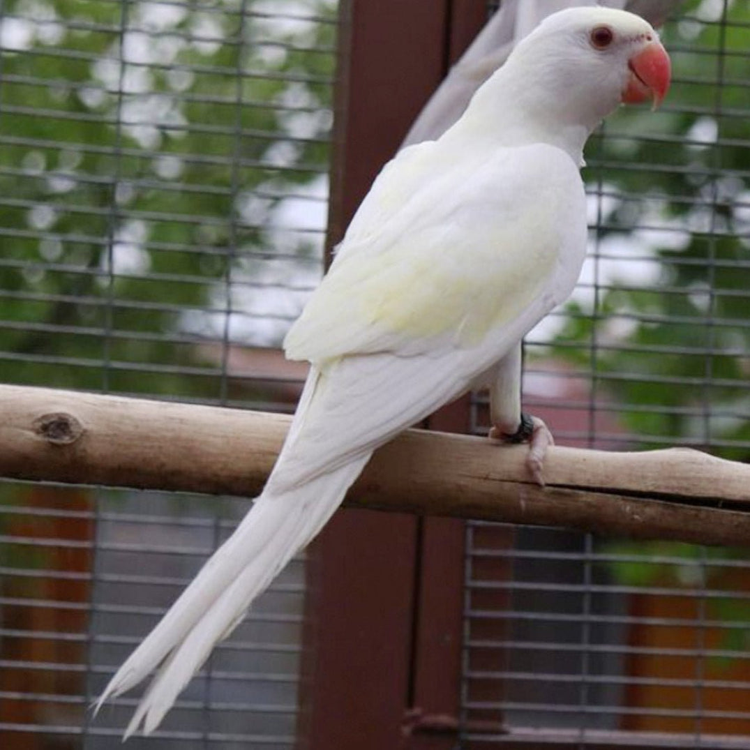 Indian Ringnecks — New York Bird Supply