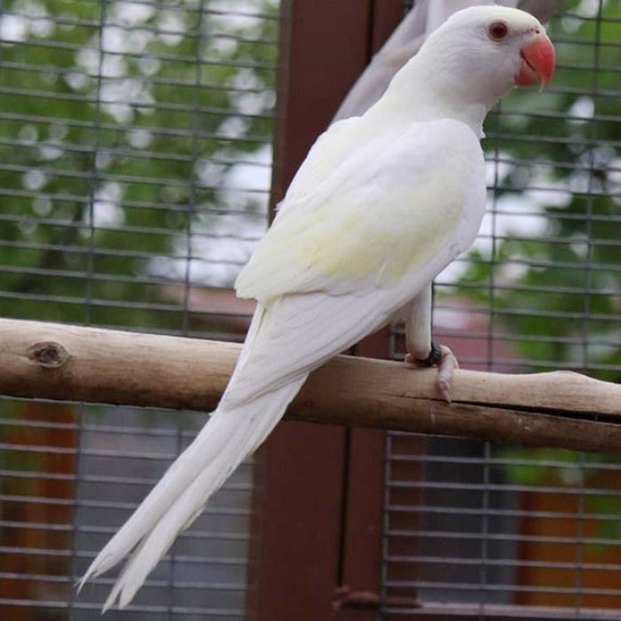 White Indian Ringneck