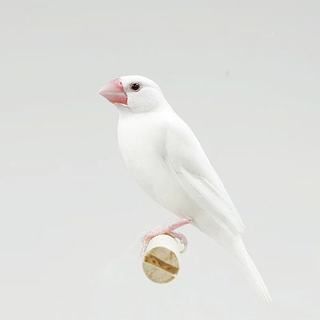 Java Finch Sparrow White – universalexoticfarm