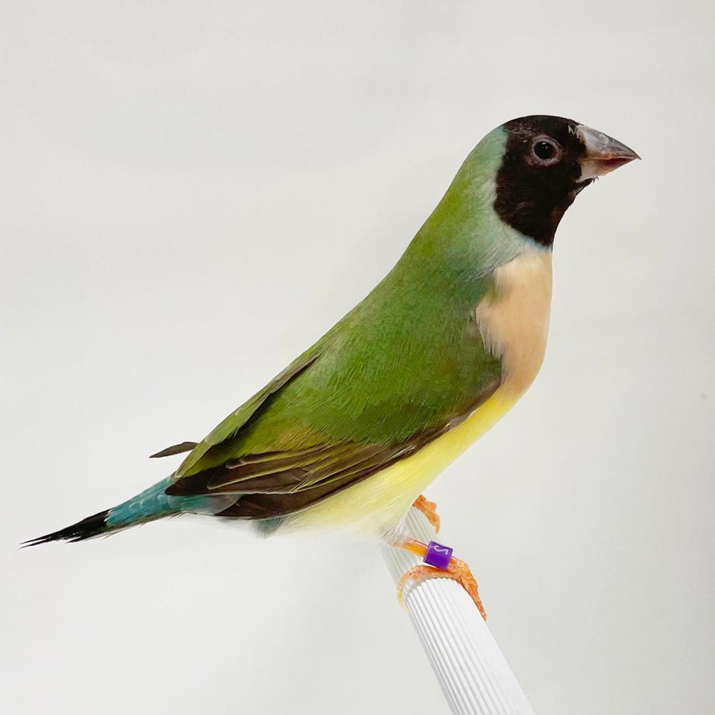 Gouldian Finch Colors