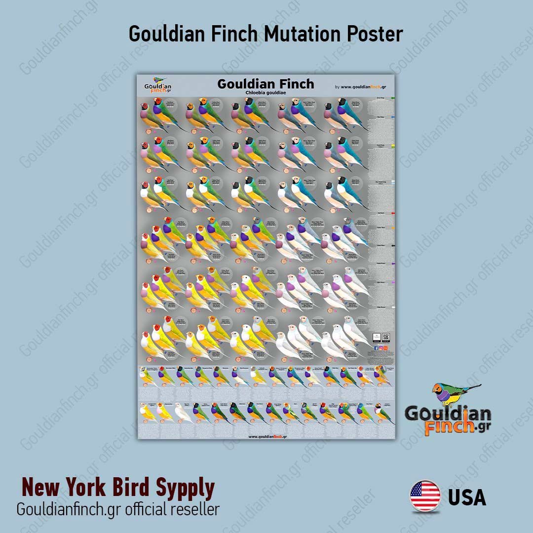 Zebra Finch Mutations Poster Mutation Zebra Finch Breeding Tips