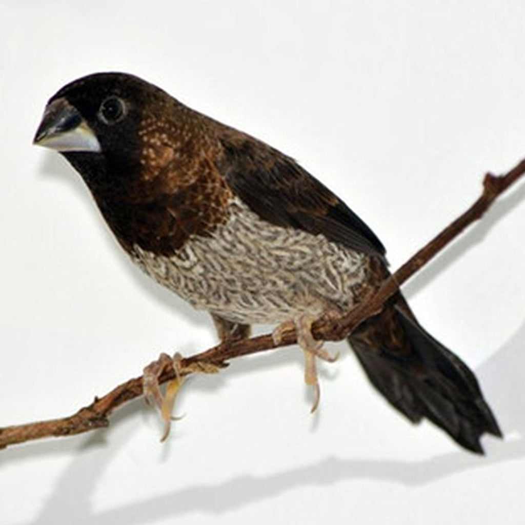 Society Finch – universalexoticfarm