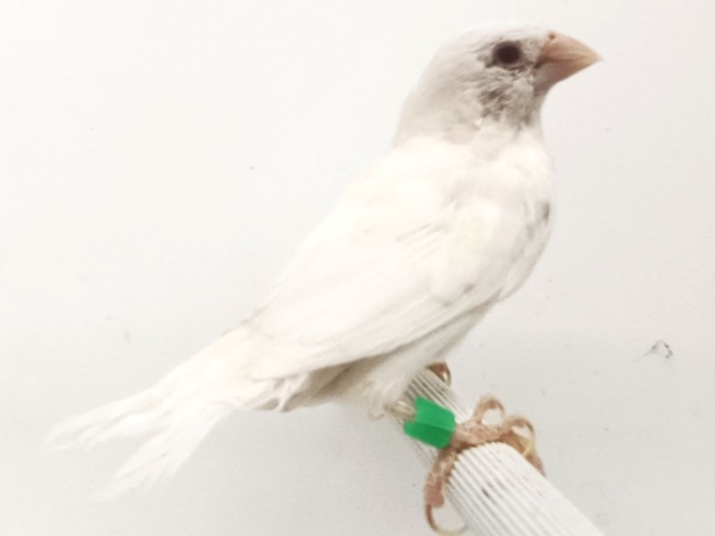 White Male Finch Bird