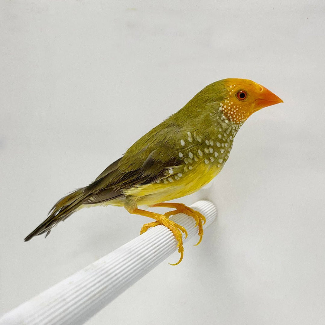 Finches — New York Bird Supply