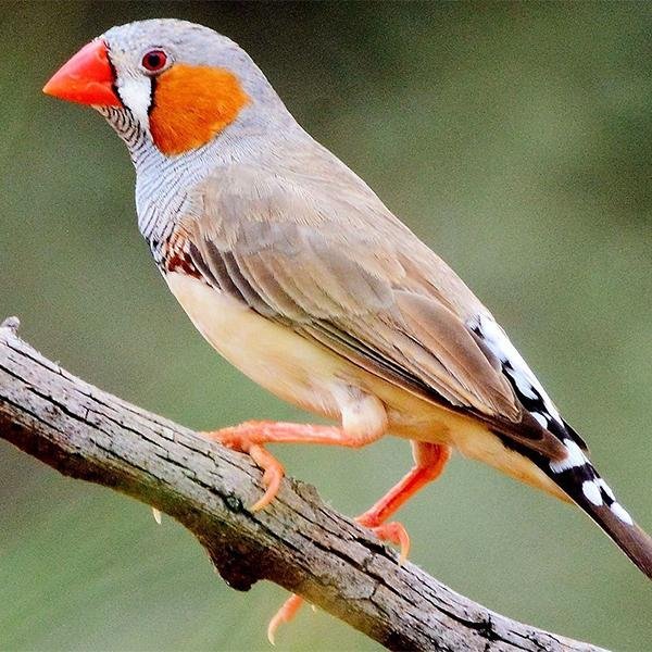 Zebra Finch Birds Australian Zebra Finch