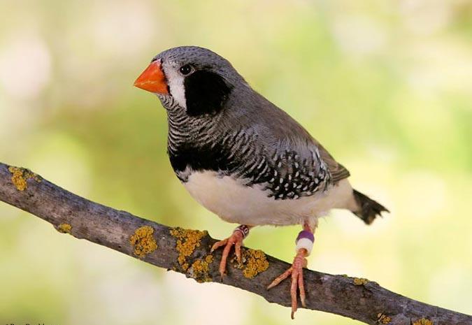 Silver Zebra Finch